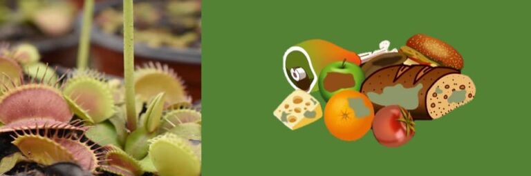 Can Venus Flytraps Eat Anything? - Carnivorous Plants Guide