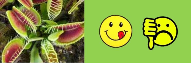Can You Eat a Venus Flytrap? - Carnivorous Plants Guide