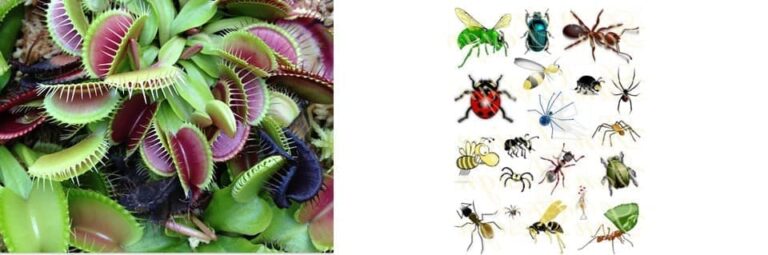 How Many Times Can Venus Flytraps Eat Before Dying? - Carnivorous ...