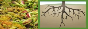 How to Prevent Venus Flytrap Root Rot - Carnivorous Plants Guide