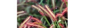 Why is My Sundew Green? - Carnivorous Plants Guide
