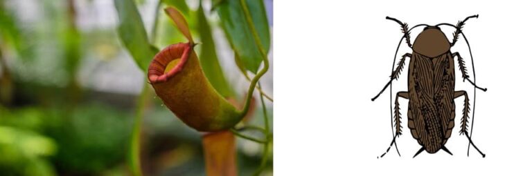 Can I Feed My Pitcher Plants Dead Bugs? - Carnivorous Plants Guide