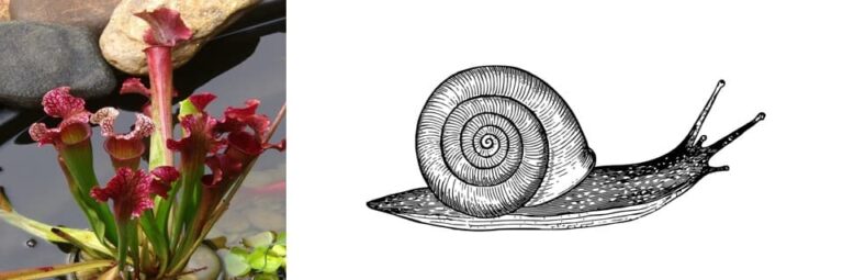 Can Pitcher Plants Eat Snails? - Carnivorous Plants Guide