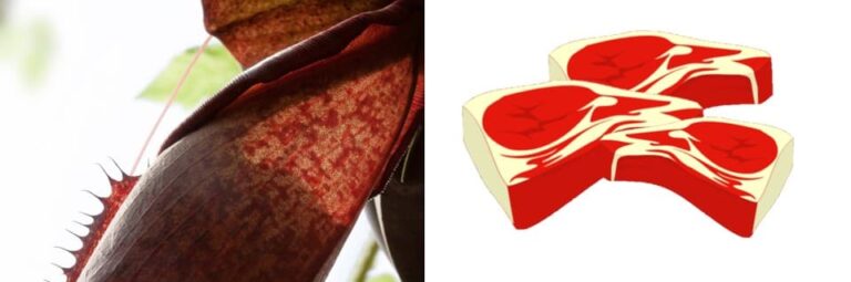 Can You Feed Pitcher Plants Meat? - Carnivorous Plants Guide