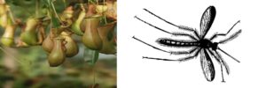Do Pitcher Plants Eat Gnats? - Carnivorous Plants Guide