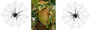 Do Pitcher Plants Eat Spiders? - Carnivorous Plants Guide