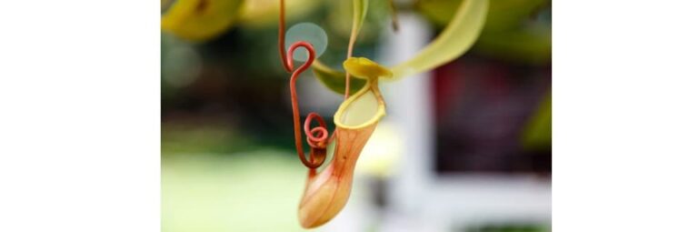 Why is My Pitcher Plant Closed? - Carnivorous Plants Guide