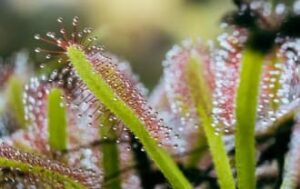 Growing Sundews – Feeding, Light, Water, Soil Requirements ...