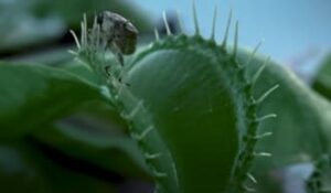 Venus Flytraps Varieties Beginners’ Guide - Carnivorous Plants Guide
